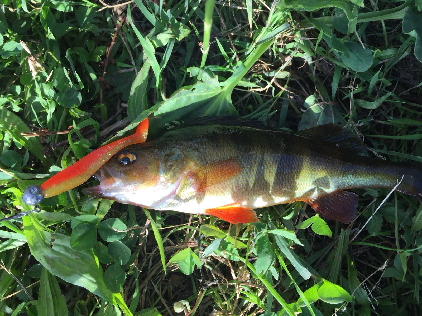 Lucky John Minnow 2.2'' (5.59 cm) 10P Silikon Yem Lucky John Türkiye